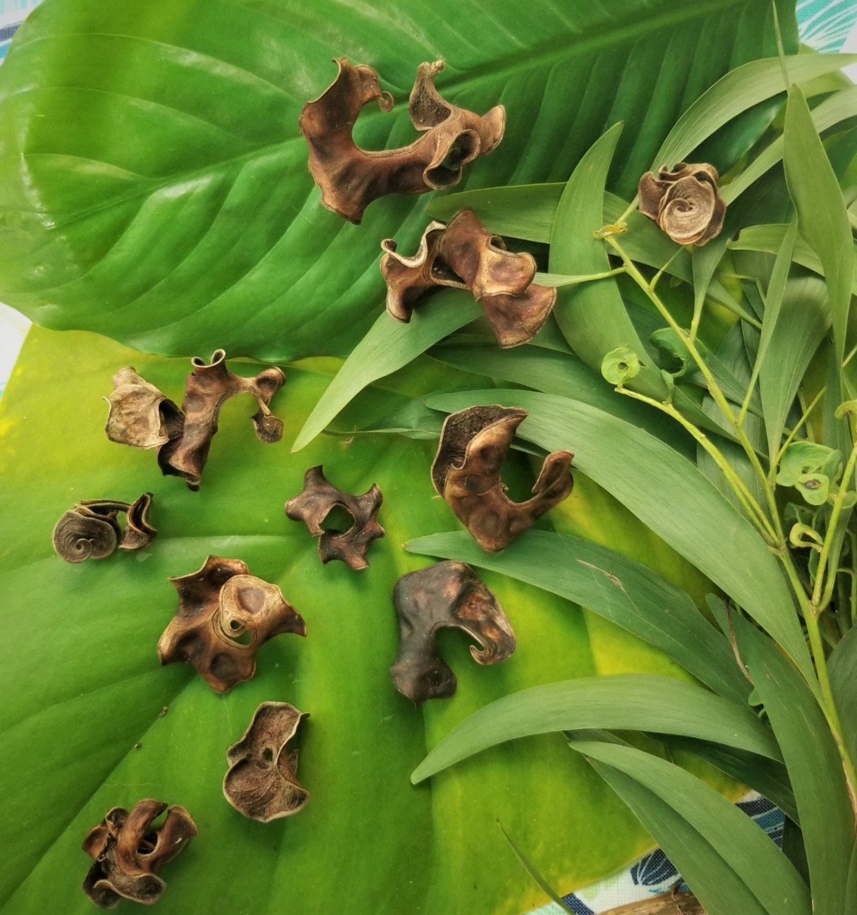 Dried Seed Pods/forest Forage/unique Natural Material/shape/rustic ...