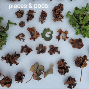 10 Curly Seed Pods/twisted/natural Materials/unique Shape/texture ...