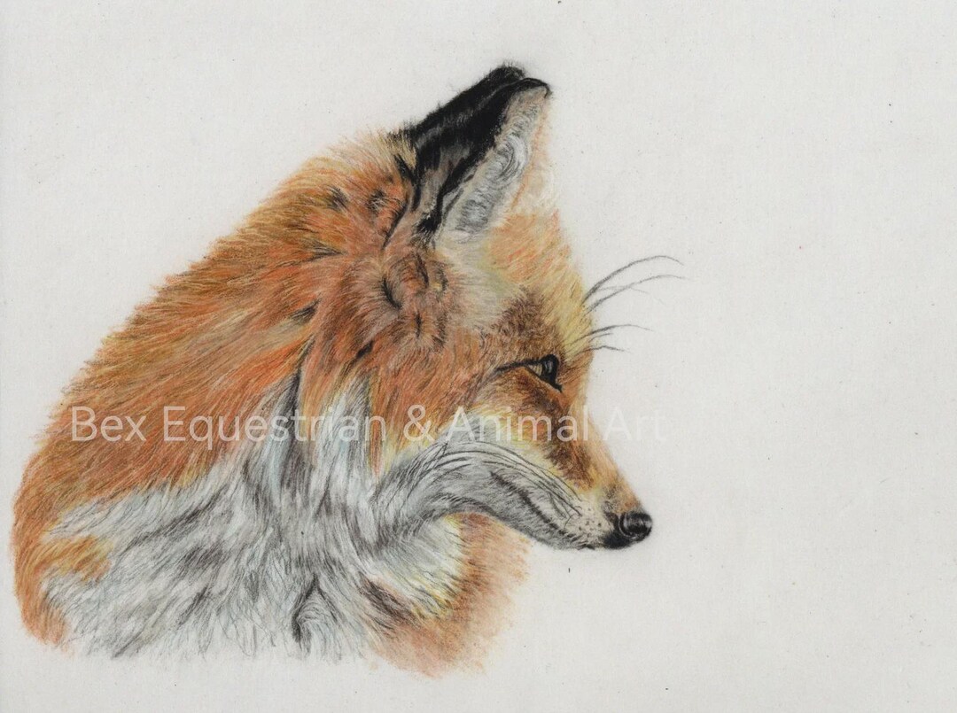 Fox A4 Limited Edition Print - Etsy