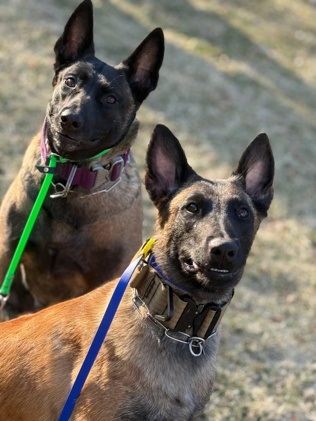 Biothane Slip Collar Lead Attachment - Etsy