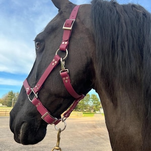 Biothane Halter 1" - Etsy