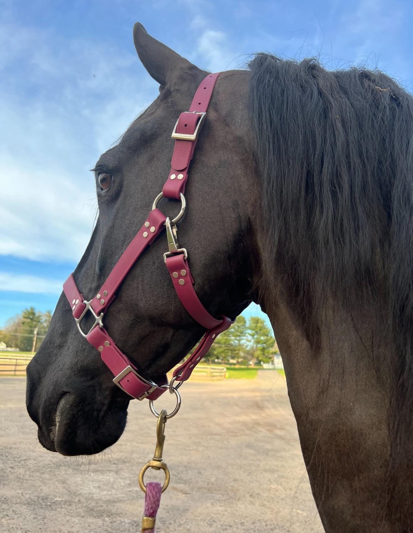 Biothane Halter 1" - Etsy