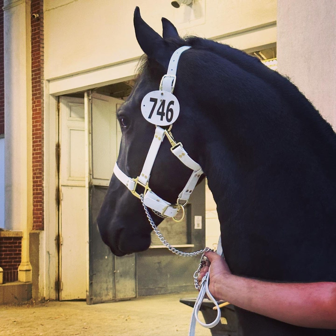 Biothane Halter 1" - Etsy