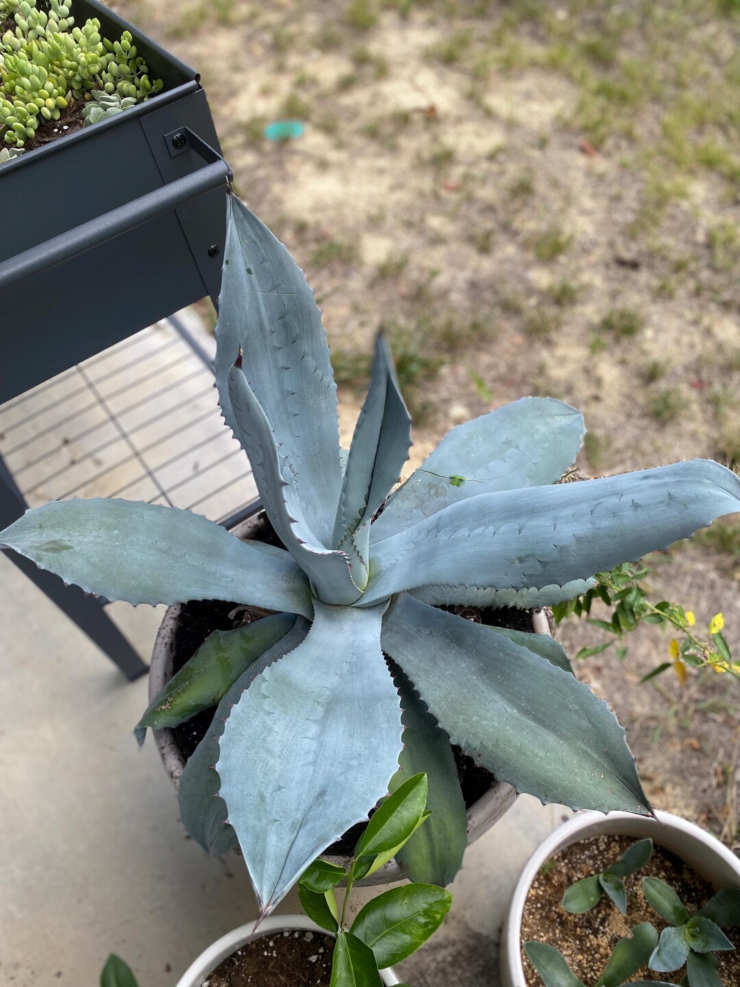 Live Blue Agave Plant Agave Americana Plant Century Plant, Agave Succulent Plant, Agave Plant, 3 ...
