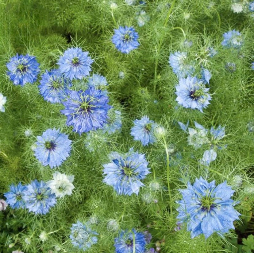 200 Blue Love in a Midst Flower Seeds Blue Flower Seed Unique Flower ...