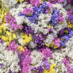100 Statice Seeds Pacific Mix, Flower Seeds, Gardening, Easy Growing ...