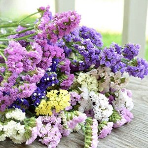 100 Statice Seeds Pacific Mix, Flower Seeds, Gardening, Easy Growing ...