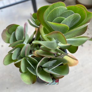 Desert Rose Paddle Plant, Succulent, Kalanchoe Luciae - Paddle Plant ...