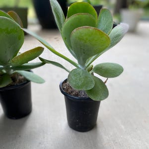 Desert Rose Paddle Plant, Succulent, Kalanchoe Luciae - Paddle Plant ...