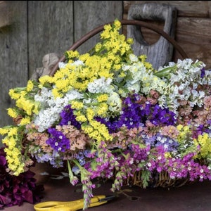 100 Statice Seeds Pacific Mix, Flower Seeds, Gardening, Easy Growing ...