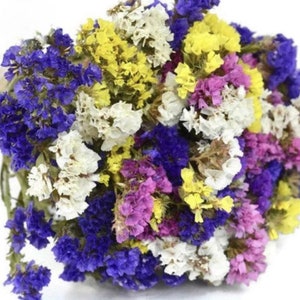 100 Statice Seeds Pacific Mix, Flower Seeds, Gardening, Easy Growing ...