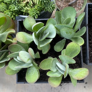 Desert Rose Paddle Plant, Succulent, Kalanchoe Luciae - Paddle Plant ...