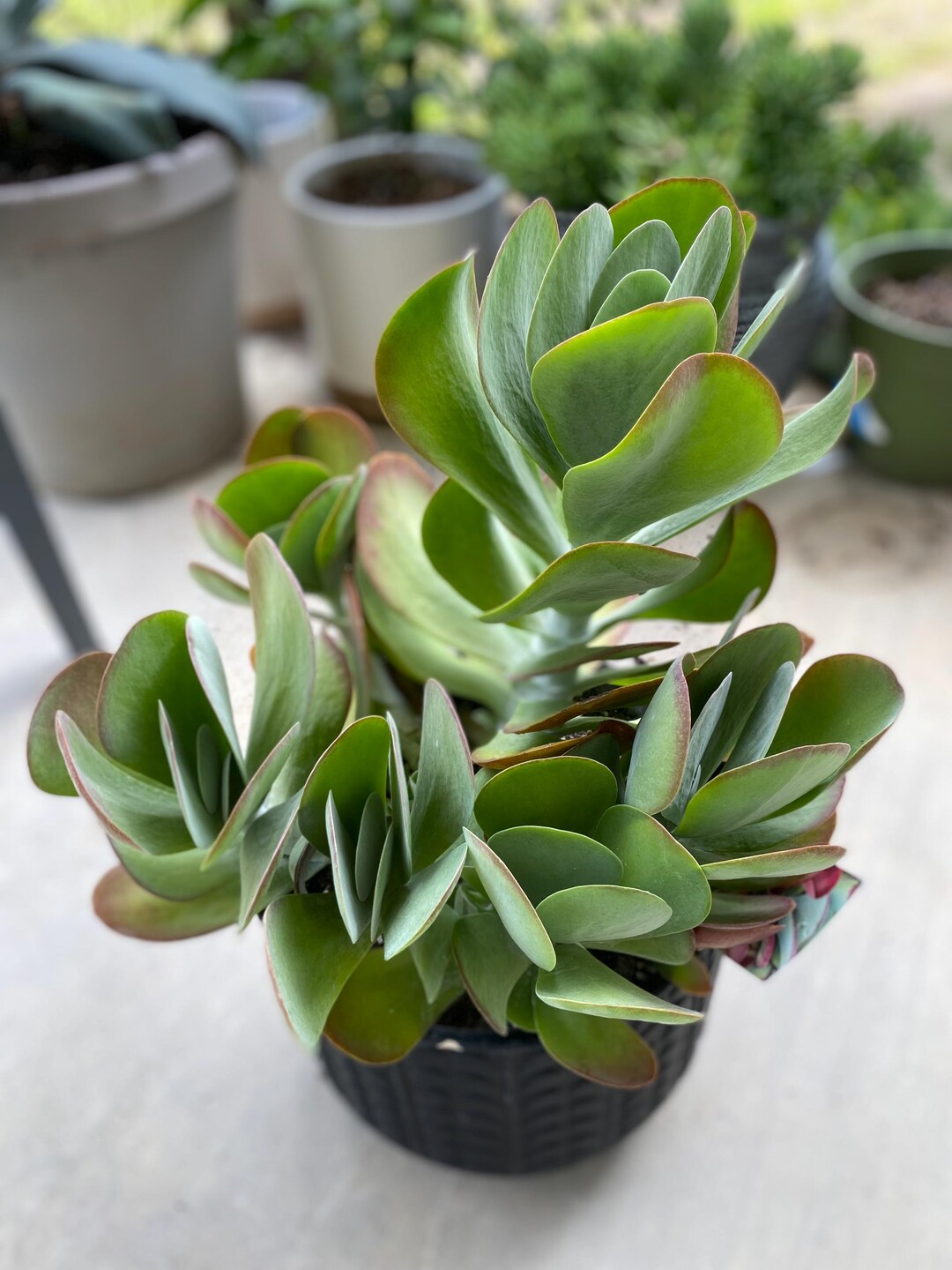Desert Rose Paddle Plant, Succulent, Kalanchoe Luciae - Paddle Plant ...