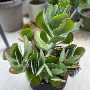 Desert Rose Paddle Plant, Succulent, Kalanchoe Luciae - Paddle Plant ...