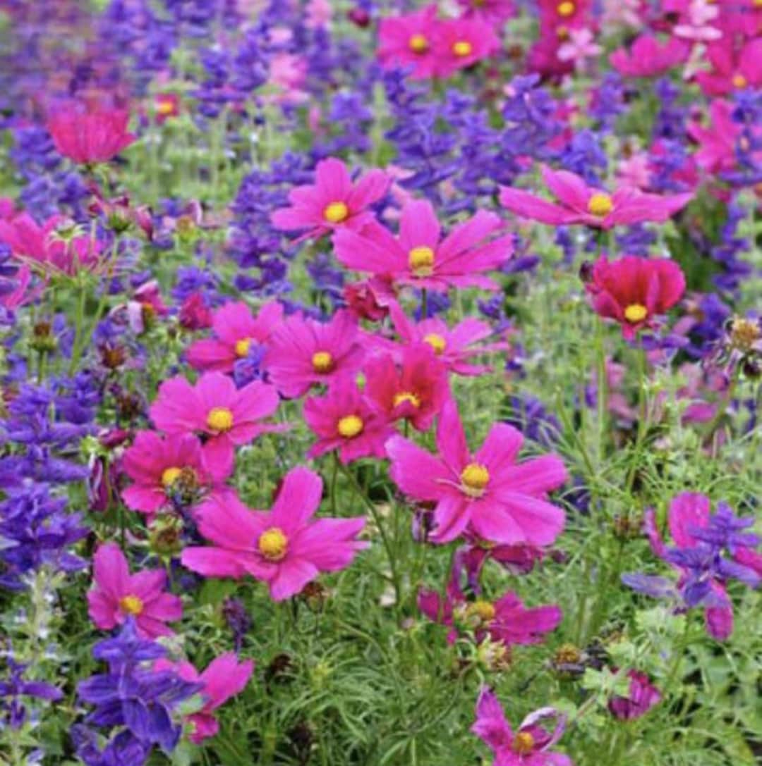 200 Pink Dazzler Cosmos Seeds - Etsy