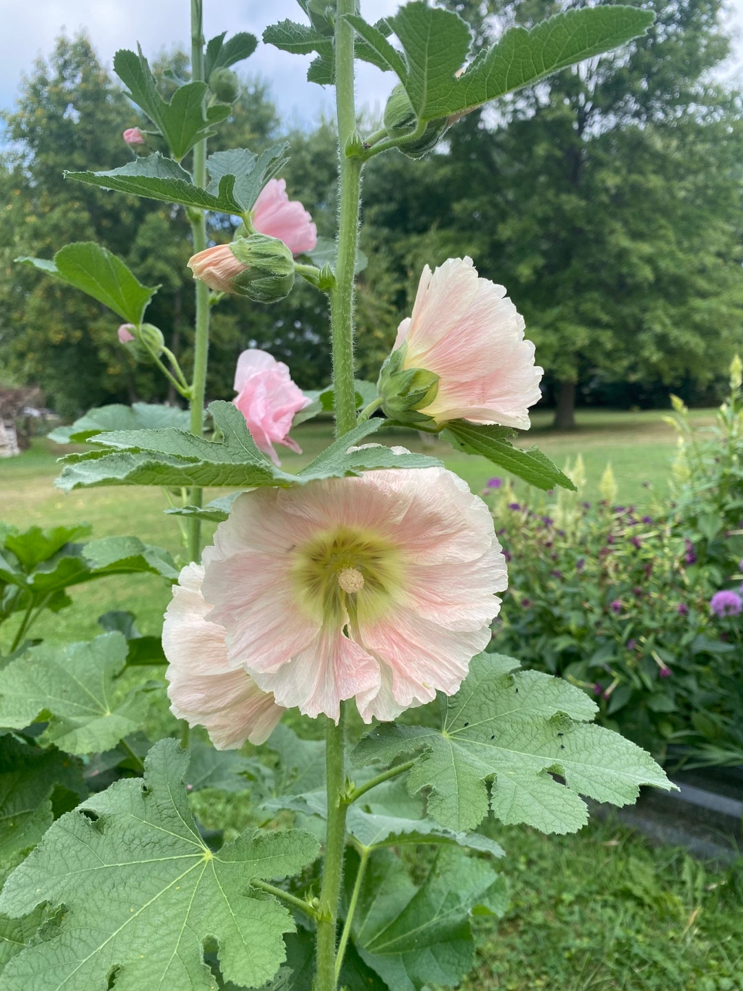 150 Hollyhock Seeds Champagne Hollyhock Seeds Pink Flower - Etsy