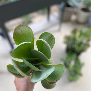 Desert Rose Paddle Plant, Succulent, Kalanchoe Luciae - Paddle Plant ...