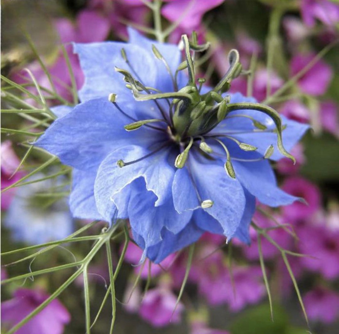 200 Blue Love in a Midst Flower Seeds Blue Flower Seed Unique Flower ...