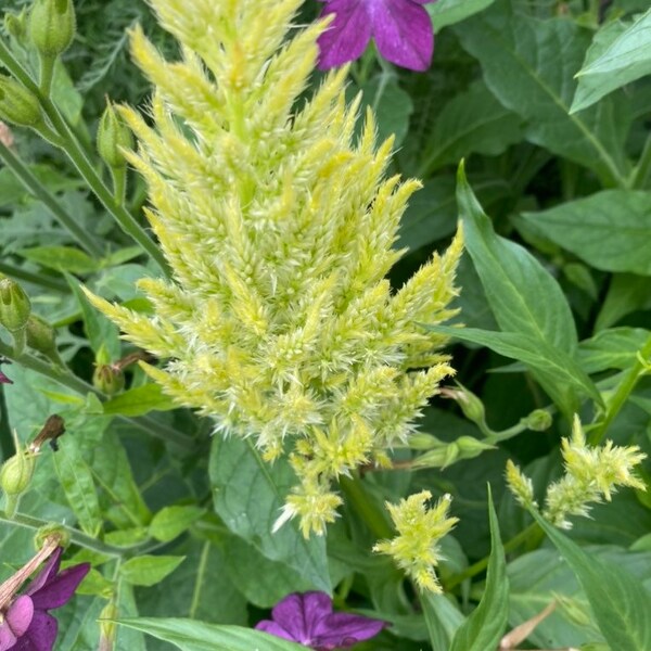 Filler Flower - Etsy