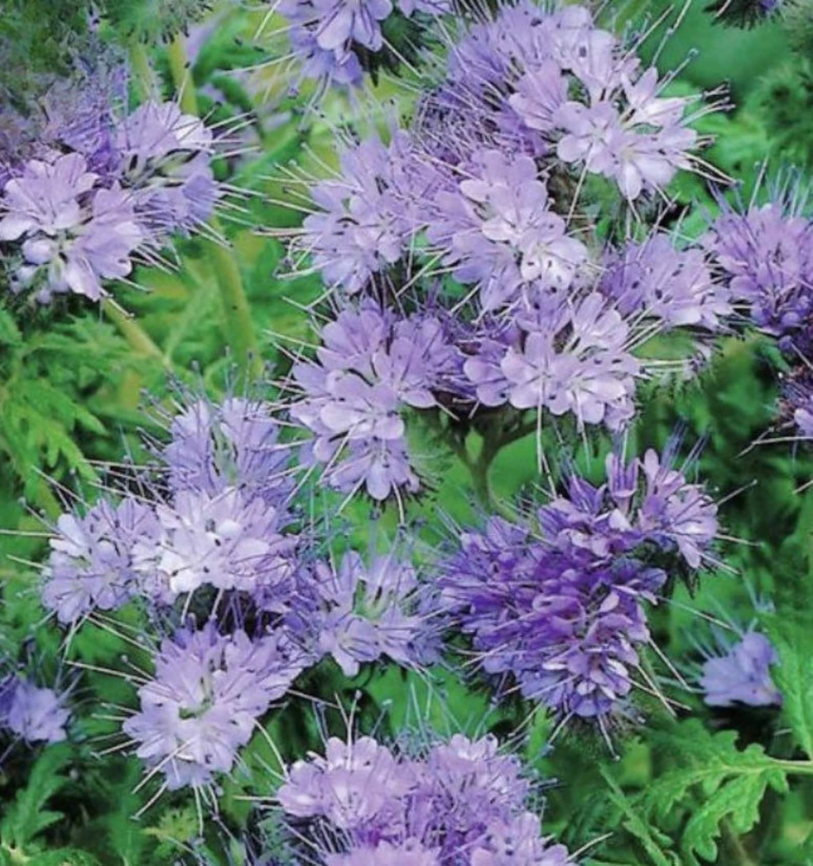 100 Purple Lacy Phacelia Flower Seeds - Etsy