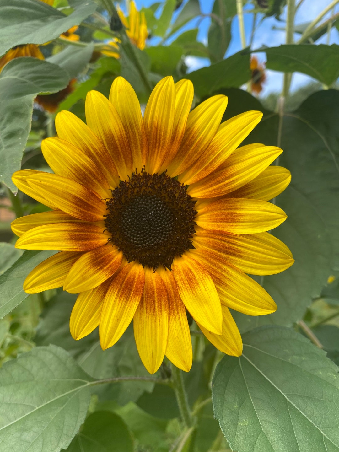 200 Ring of Fire Sunflower Seeds - Etsy