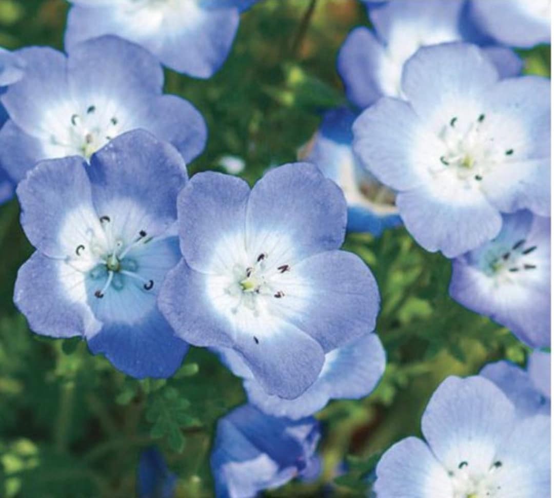 200 Baby Blue Eyes Seeds Blue Flower Seeds Easy Growing Flower - Etsy