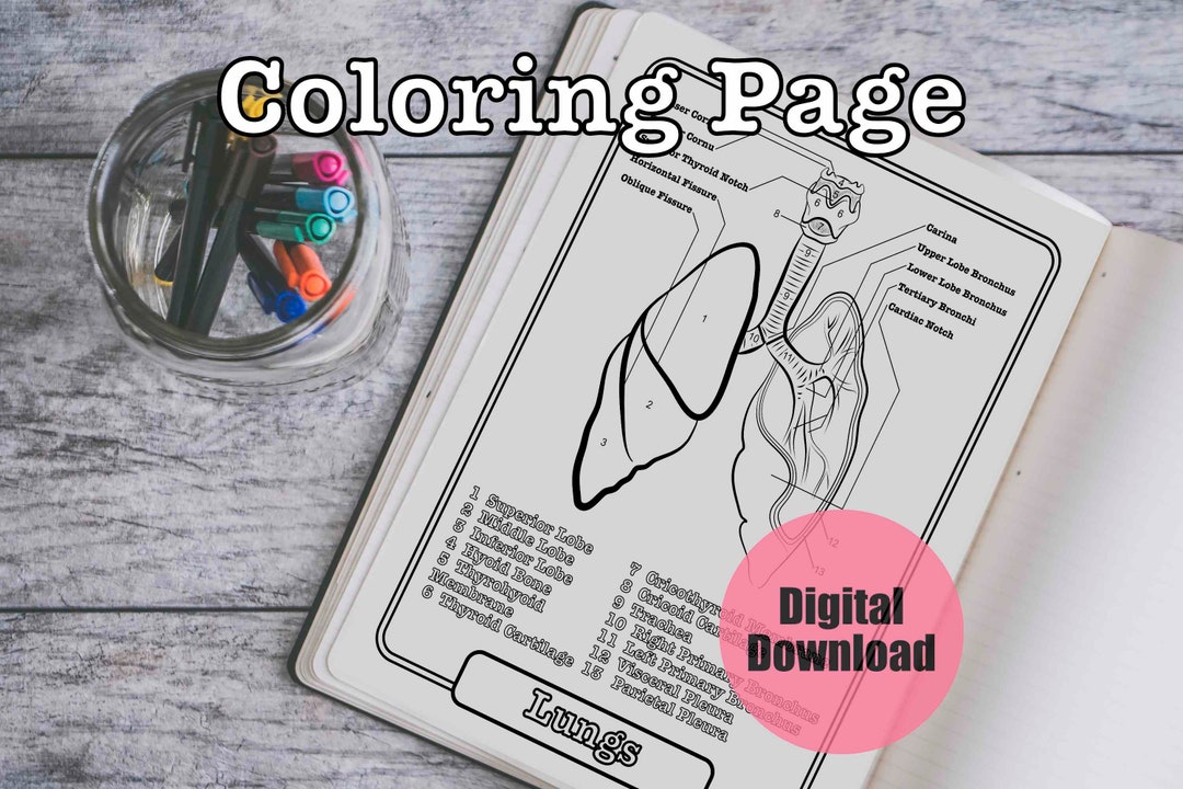 Lungs Anatomy Coloring Page, Lung Worksheet, Respiration Study Guide ...