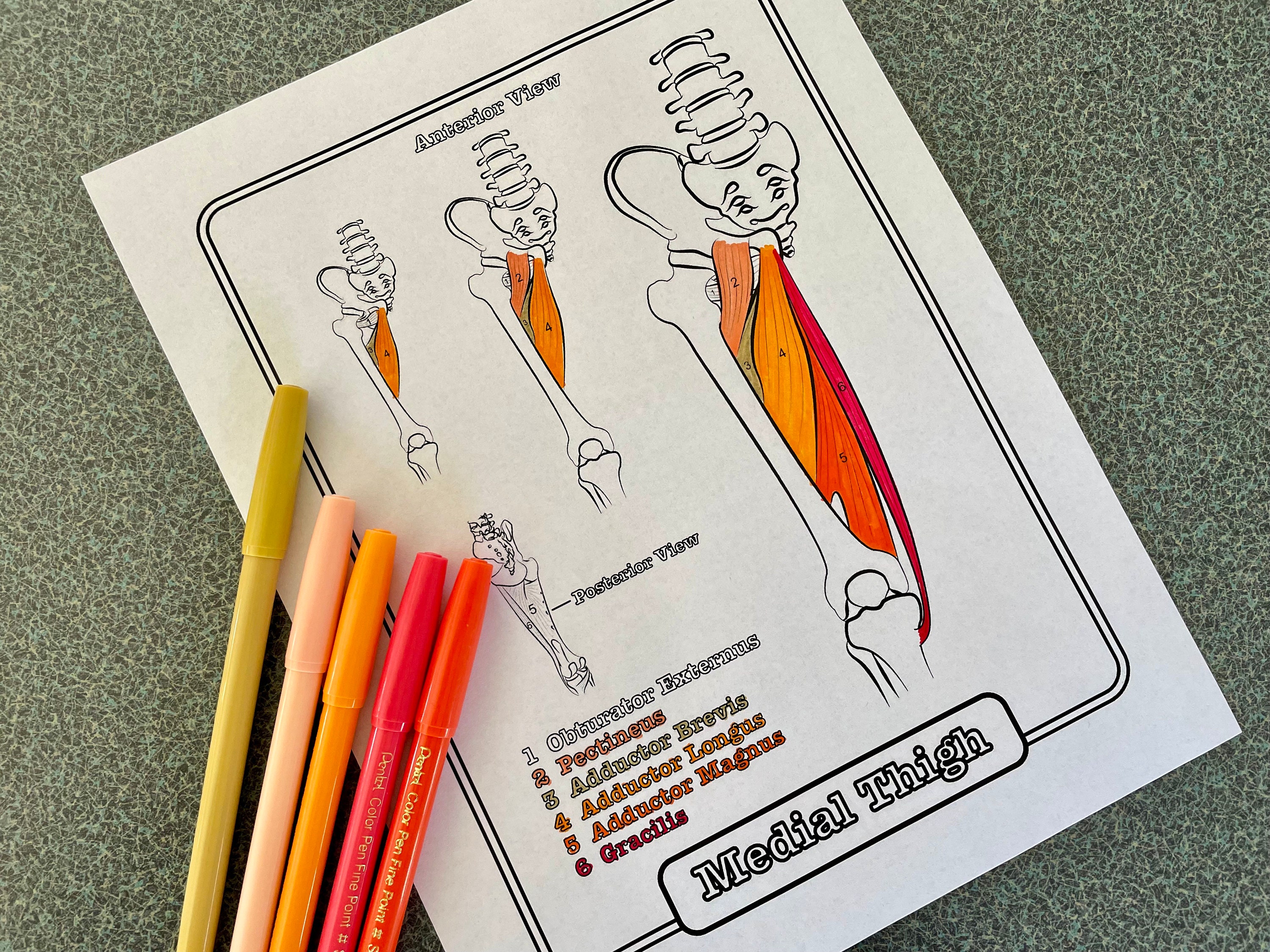 Thigh Anatomy Coloring Page 4. Muscles And Insertions Of Pelvis, Hip,