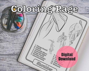 Pelvic Floor Anatomy Coloring Page BLANK Digital Download Muscle ...