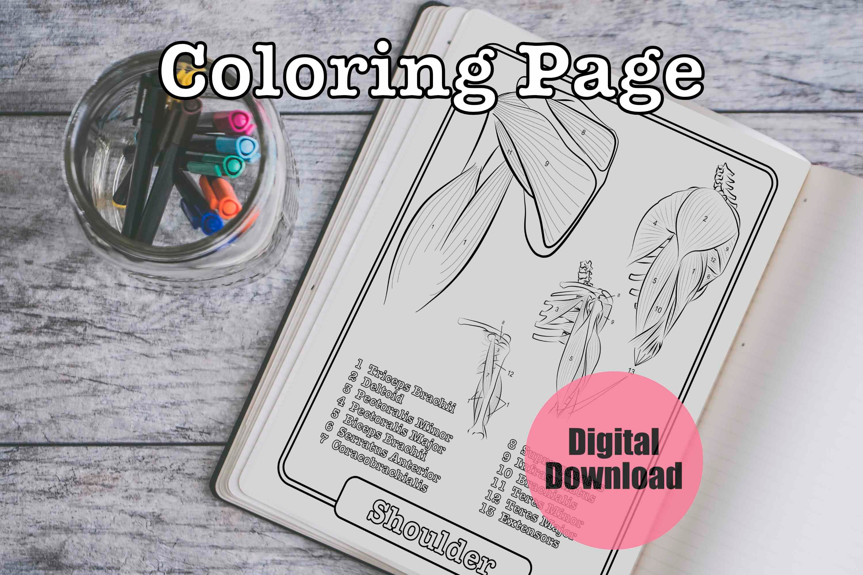 Shoulder Anatomy Adult Kid Coloring Page Sheet Nurse Student Study ...