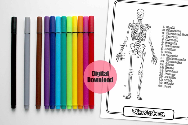 10 Anatomy Coloring Book Pages, Printable Body Worksheets, Human Study ...