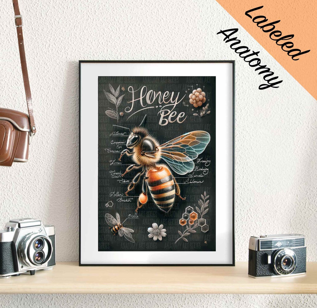 Handcrafted Honey Bee Anatomy Chalkboard Print - Educational Wall Art ...