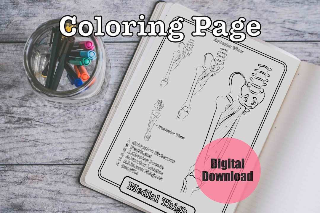 Thigh Anatomy Adult Kid Coloring Page Sheet Med Student Study Guide ...