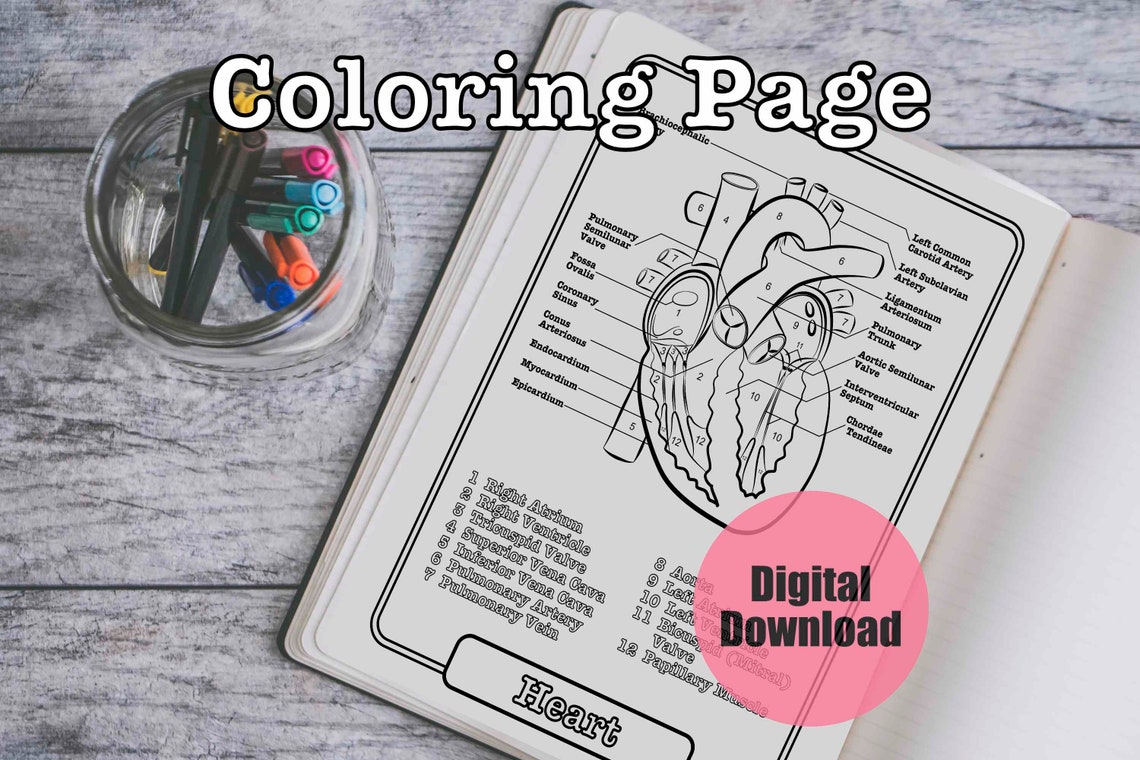 Heart Anatomy Coloring Page, Cardiology Worksheet, Organ Study Guide ...