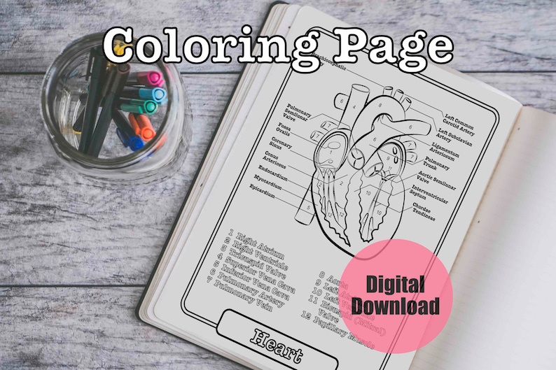 Heart Anatomy Coloring Page, Cardiology Worksheet, Organ Study Guide ...