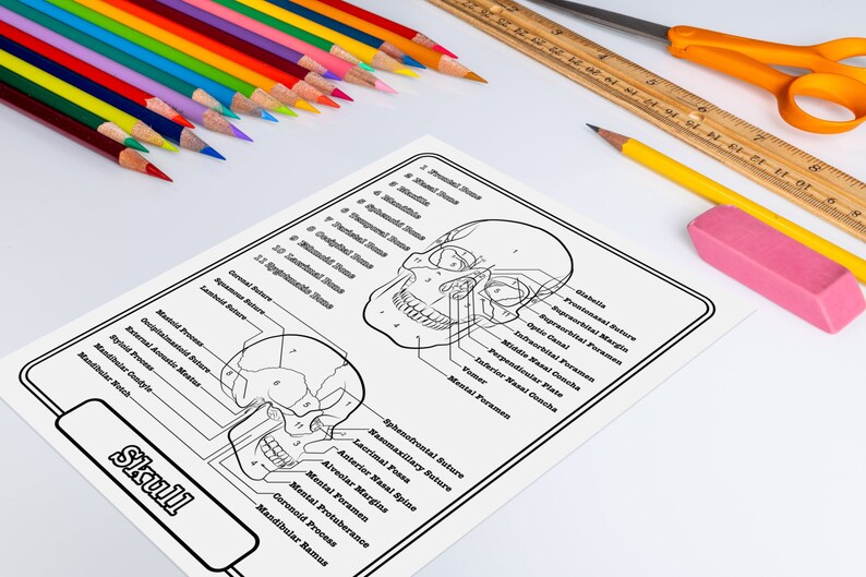 5 Bone Anatomy Coloring Pages, Printable Skeletal System Worksheets ...