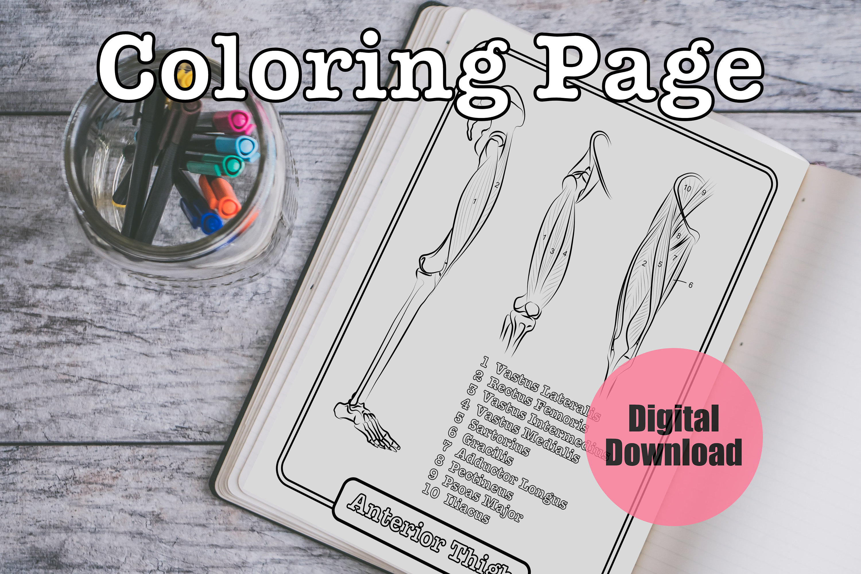 Leg Anatomy Coloring Page Instant Download Adult and Children - Etsy