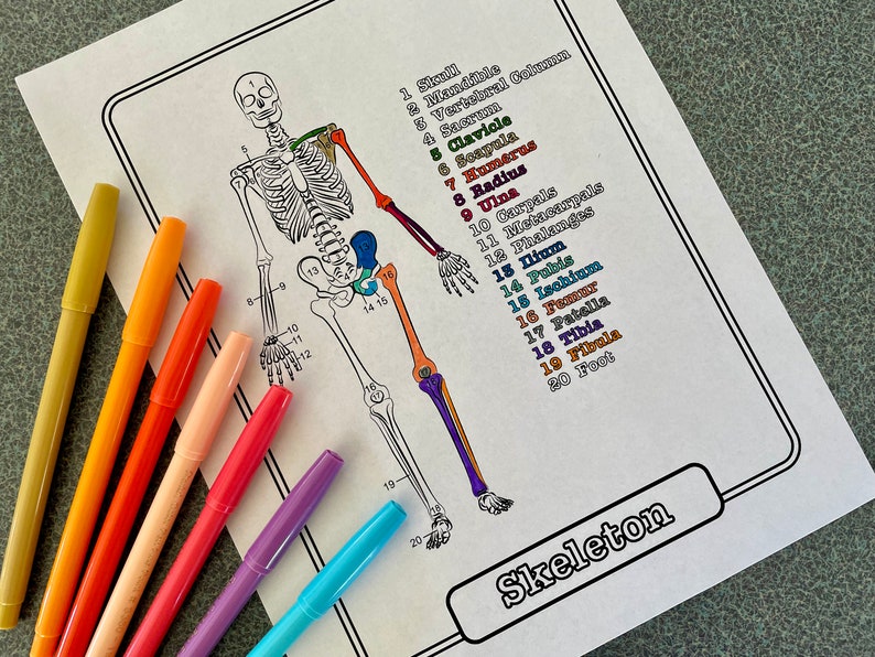 Skeletal Bones Coloring Page Sheet Med Student Study Guide Printable ...
