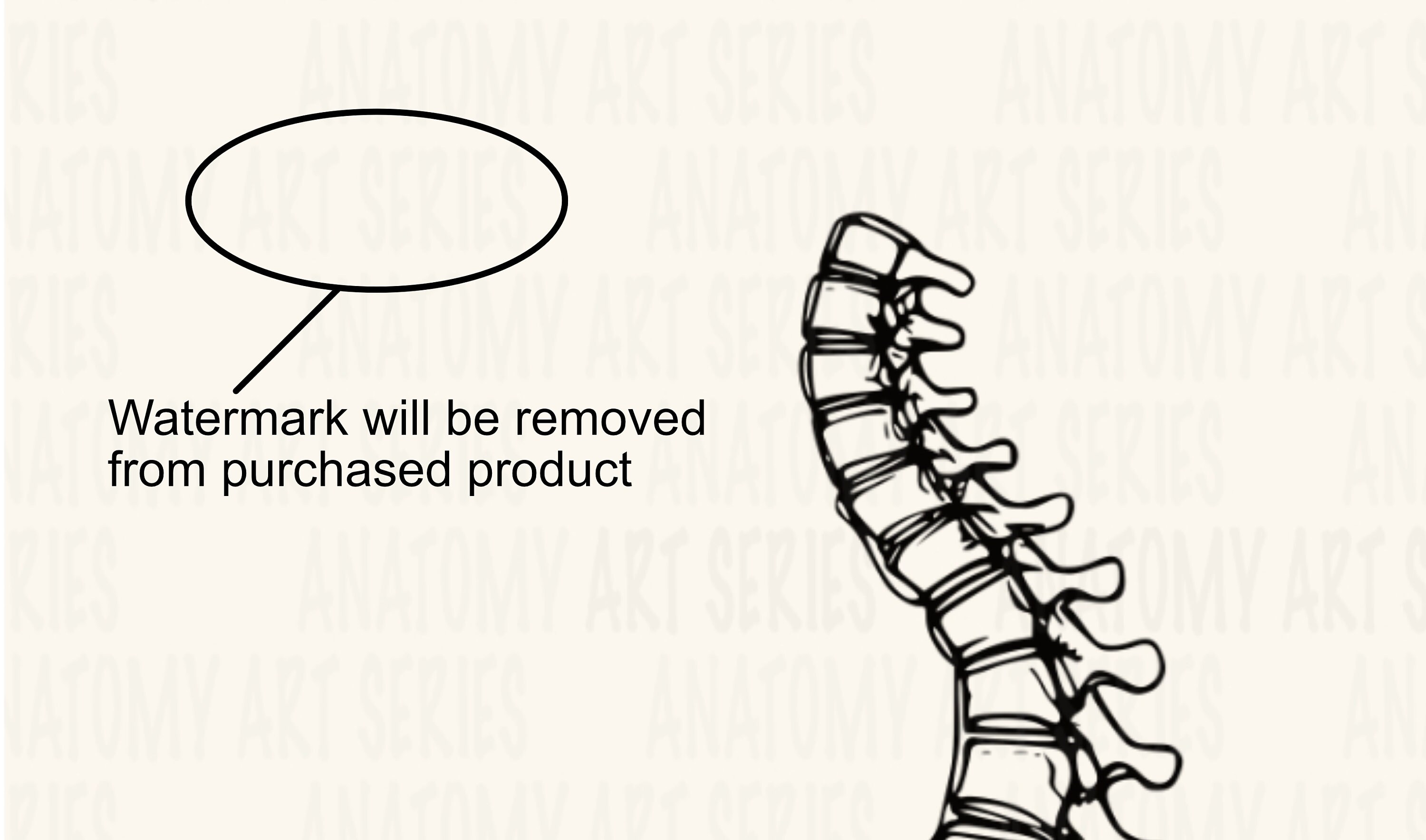 10 Human Skeleton Line Art Prints Minimalist Anatomy Art Print Medical ...