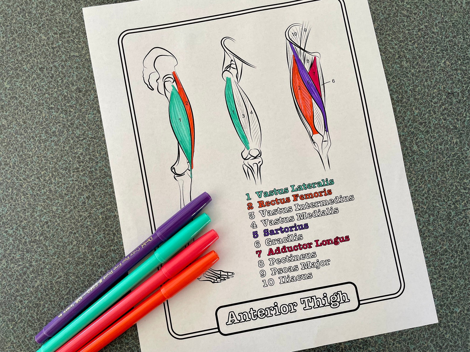 Leg Anatomy Coloring Page Instant Download Adult and Children Learn ...