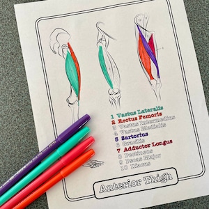 Leg Anatomy Coloring Page Instant Download Adult and Children Learn ...