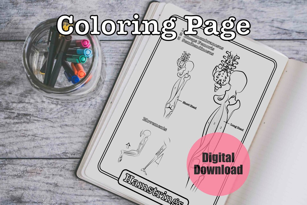 Hamstring Anatomy Adult Children Coloring Page Diagram RN Student Study ...