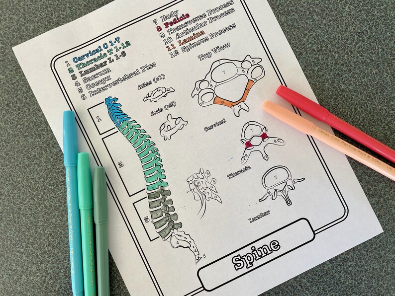 Spine Vertebral Column Coloring Page Sheet RN Med Student Study Guide ...