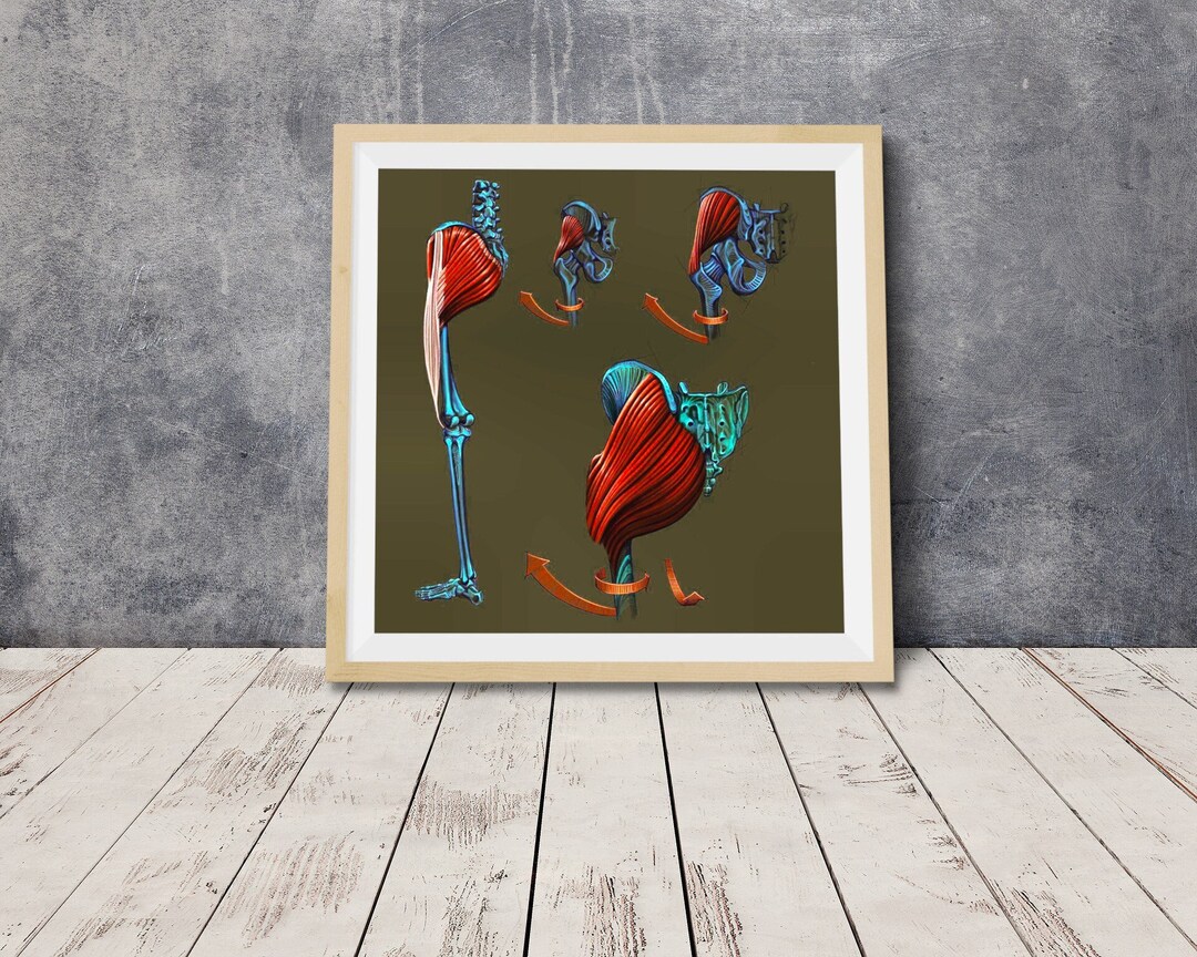 Glute Anatomy Art Print Physio Gluteal Muscles Buttocks Wall Decor ...