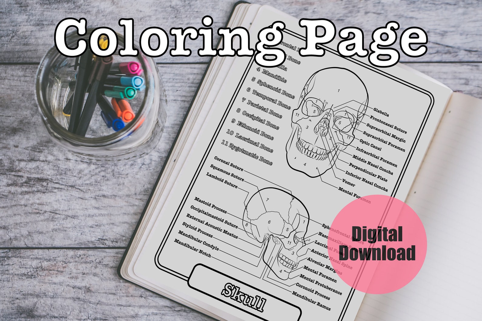 Cranial Bones Anatomy Coloring Page, Skull Worksheet Bones Study Guide ...