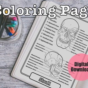 Cranial Bones Anatomy Coloring Page, Skull Worksheet Bones Study Guide ...