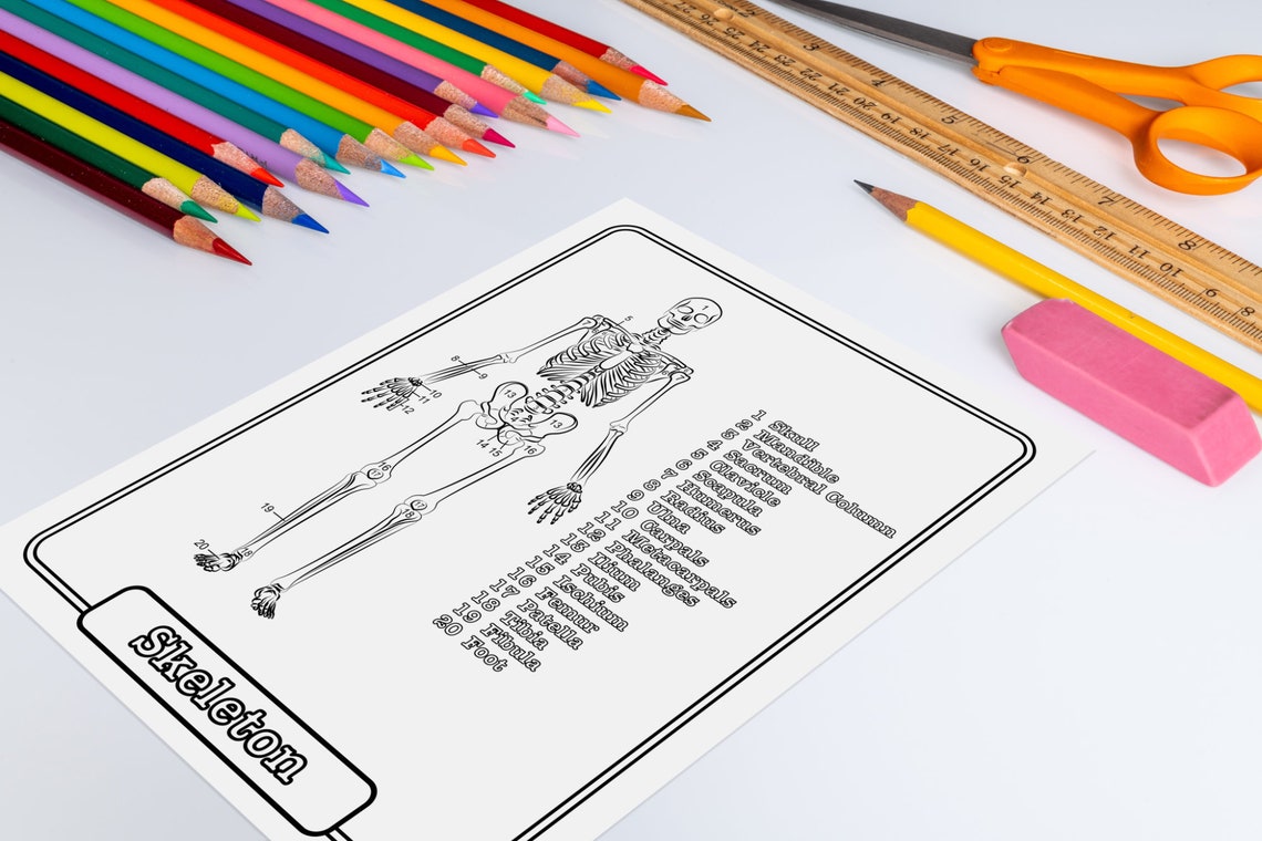 5 Bone Anatomy Coloring Pages, Printable Skeletal System Worksheets ...