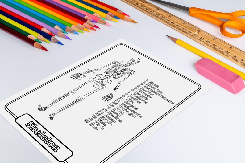 5 Bone Anatomy Coloring Pages, Printable Skeletal System Worksheets ...