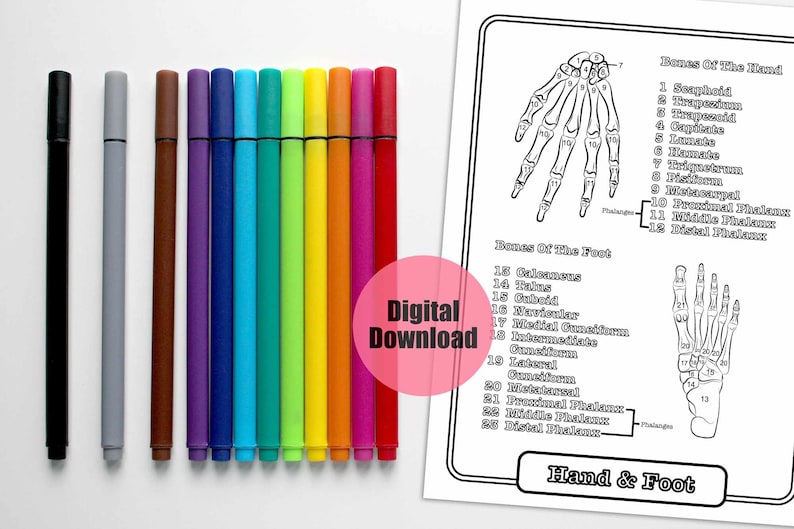 10 Anatomy Coloring Book Pages, Printable Body Worksheets, Human Study ...