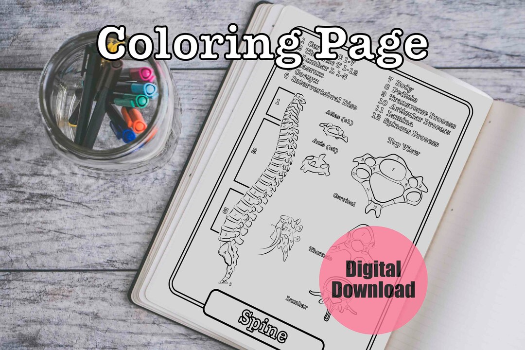 Spine Vertebral Column Coloring Page Sheet RN Med Student Study Guide ...